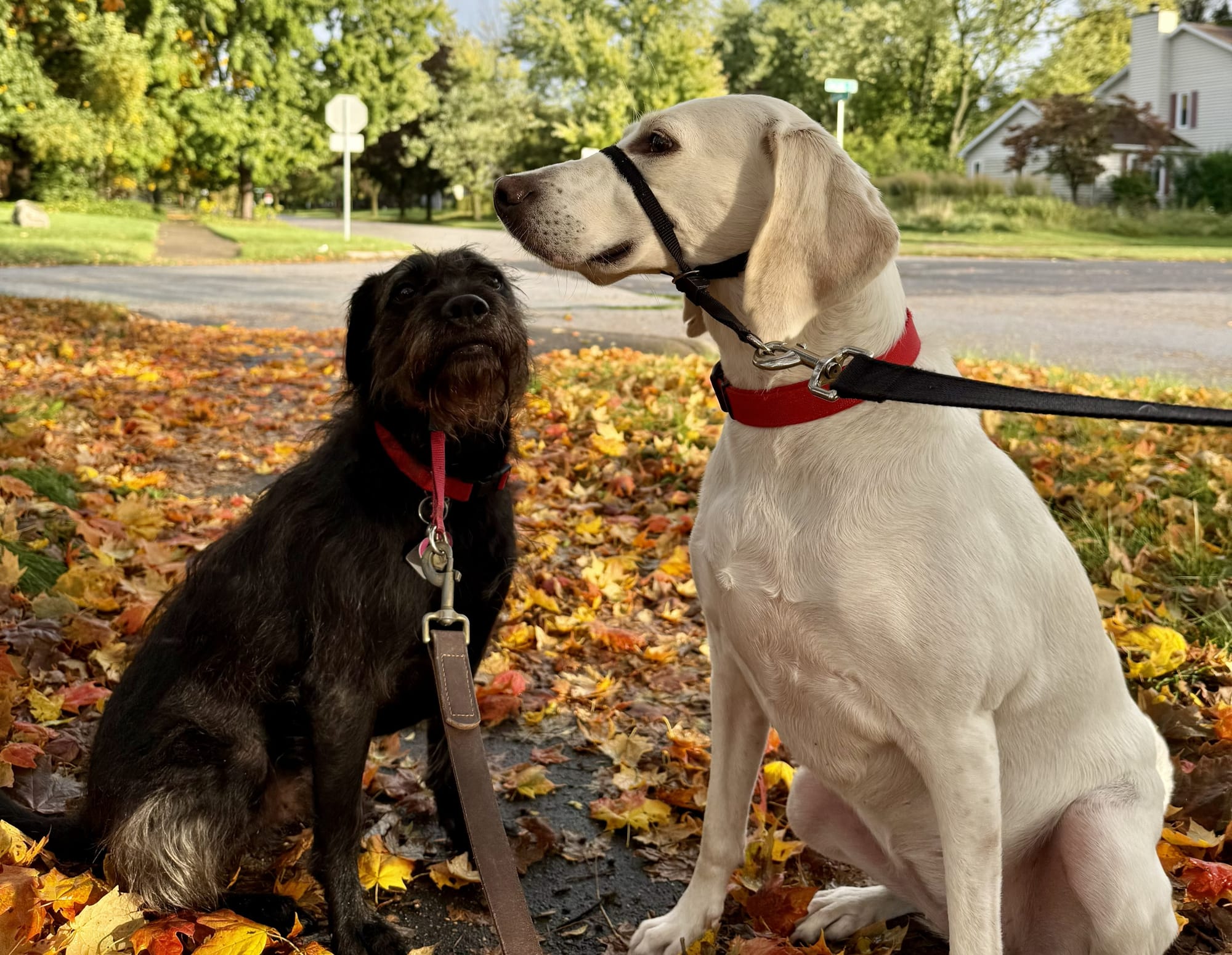 Guest Post: Together Through Chaos: Reflections on Community-Driven ...